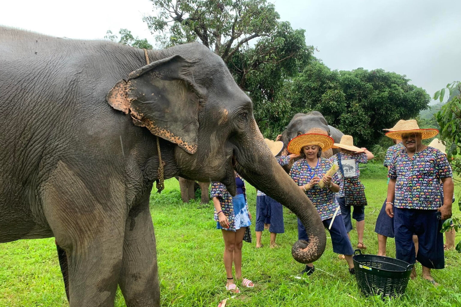 Chiang Mai Elephant Sanctuary - Elephant Sanctuary Chiang Mai