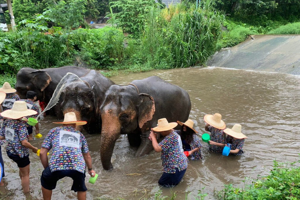 Chiang Mai Elephant Sanctuary - Elephant Sanctuary Chiang Mai
