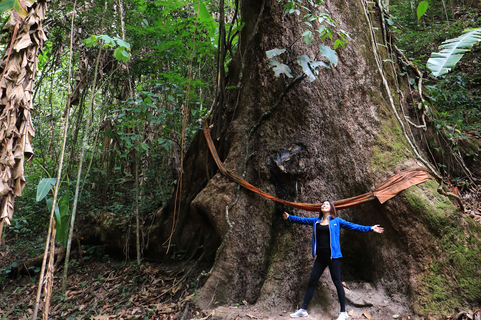 Mae Kampong - Jungle Trekking in Mae Kampong - Eco Tour